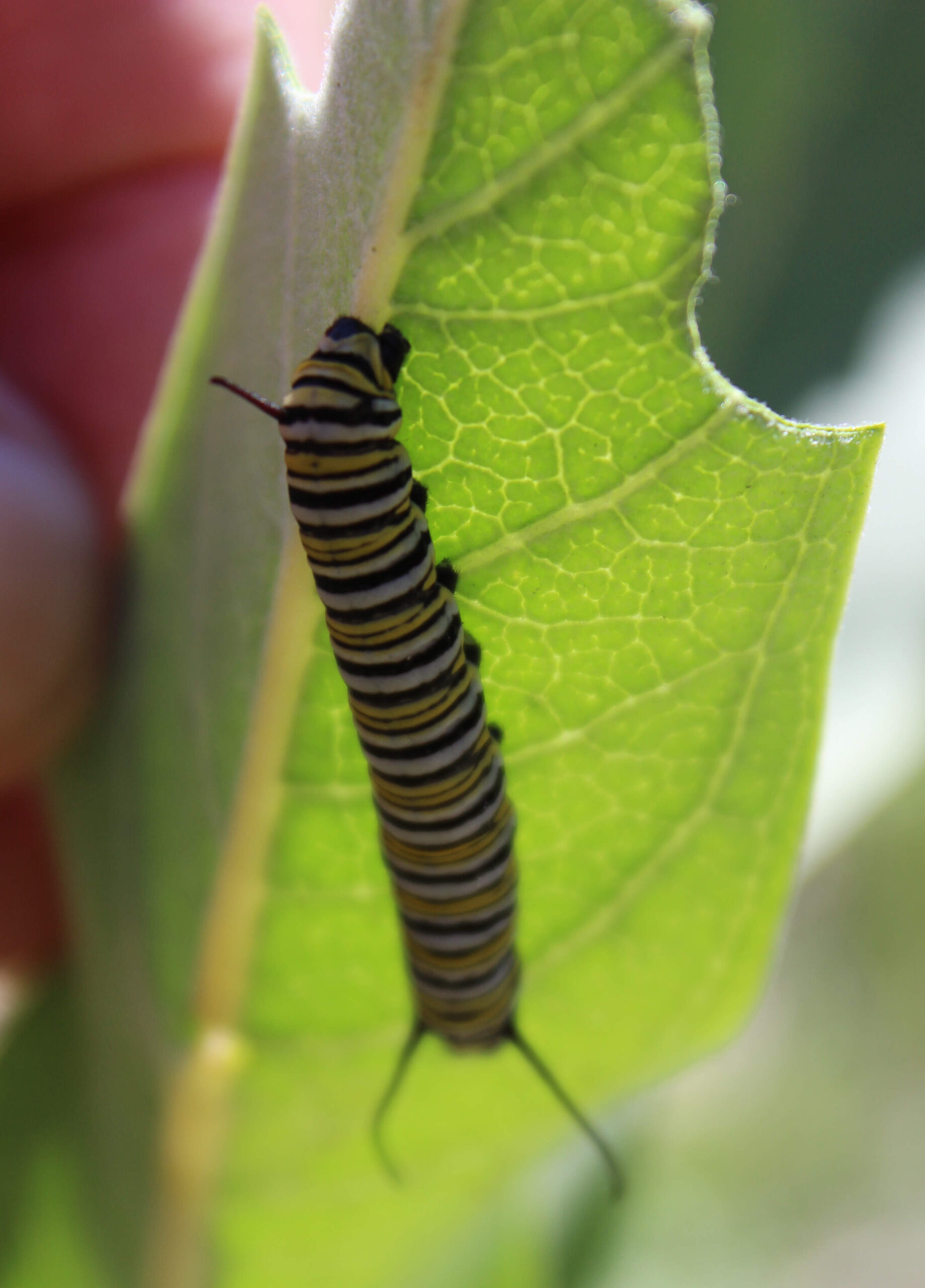 MarinBiodiversity – Marin Biodiversity Site